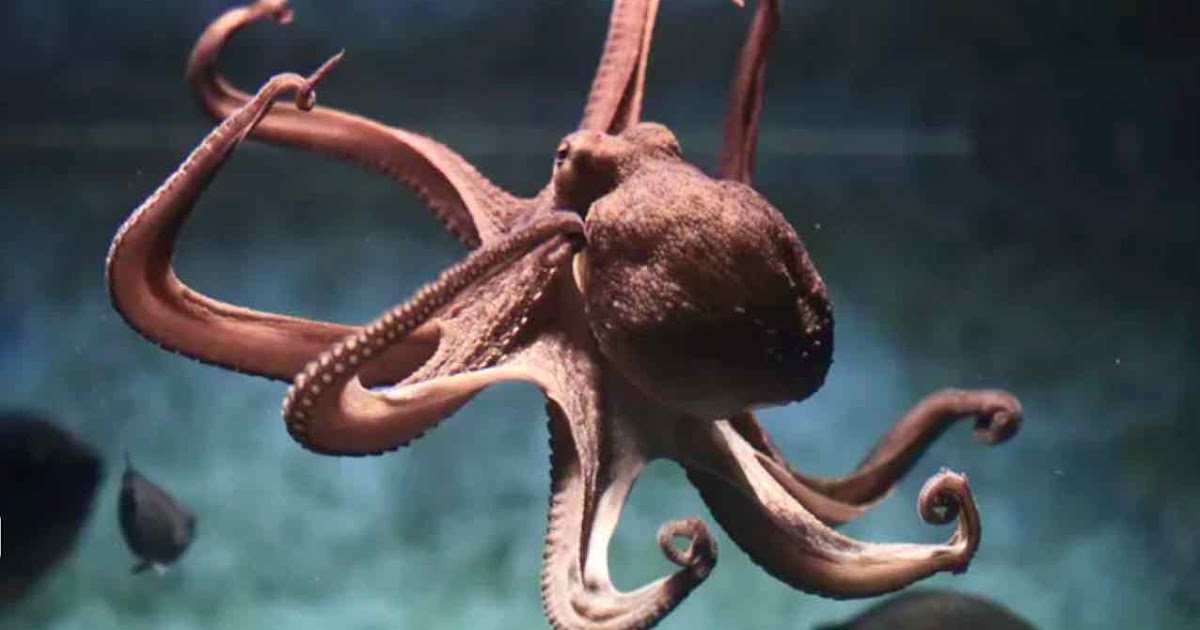 DJan-ity: Octopus's garden