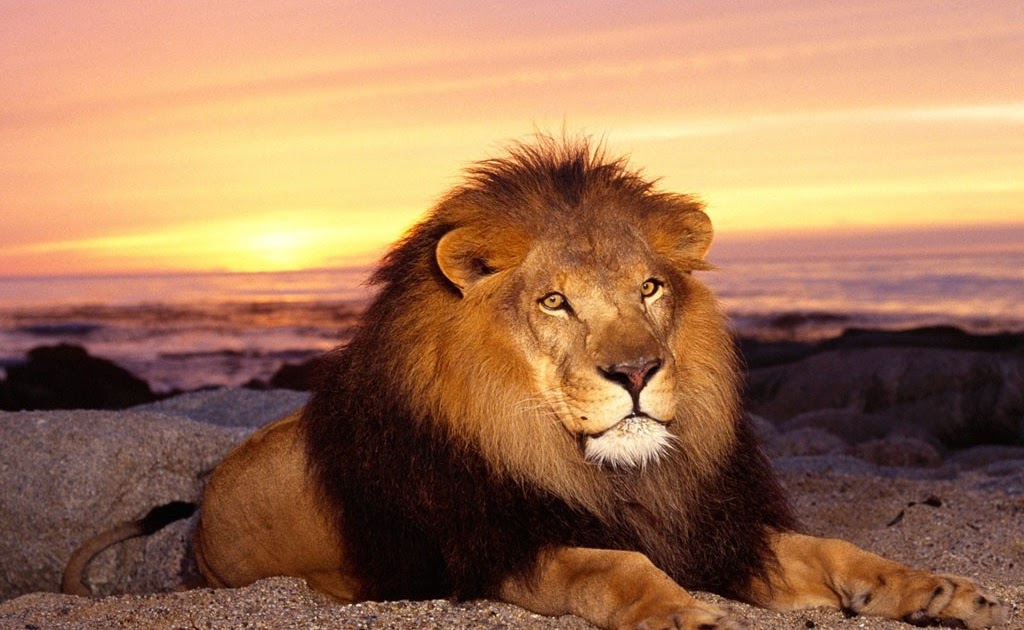 Mundo Selvagem: leoes da África