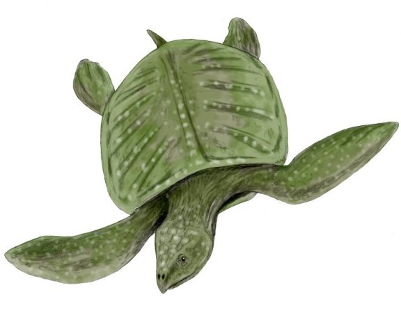 Mundo Pré-Histórico: Arquelônio, a maior tartaruga-marinha que já existiu