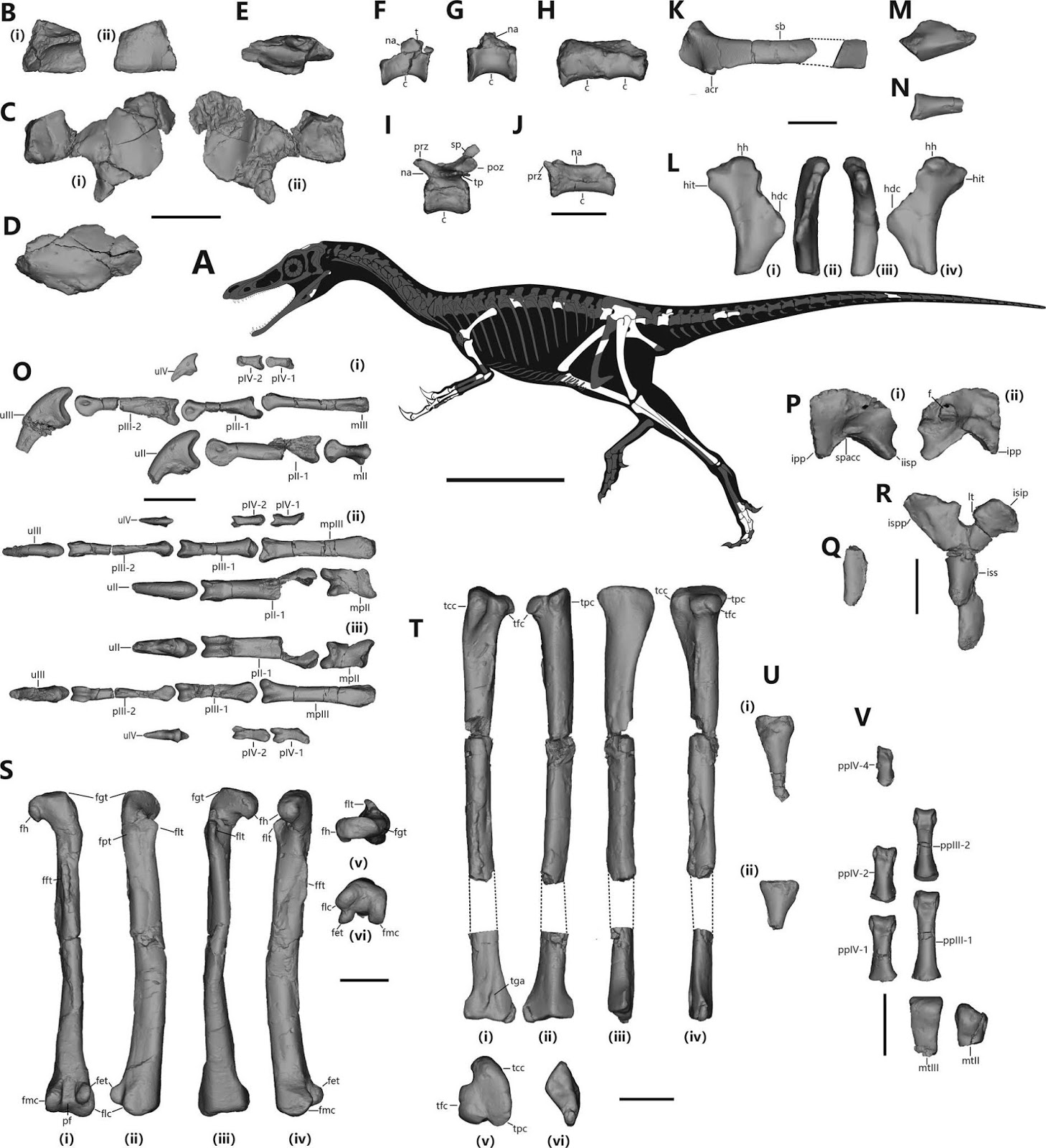 Species New to Science: [Paleontology • 2019] Shishugounykus inexpectus ...