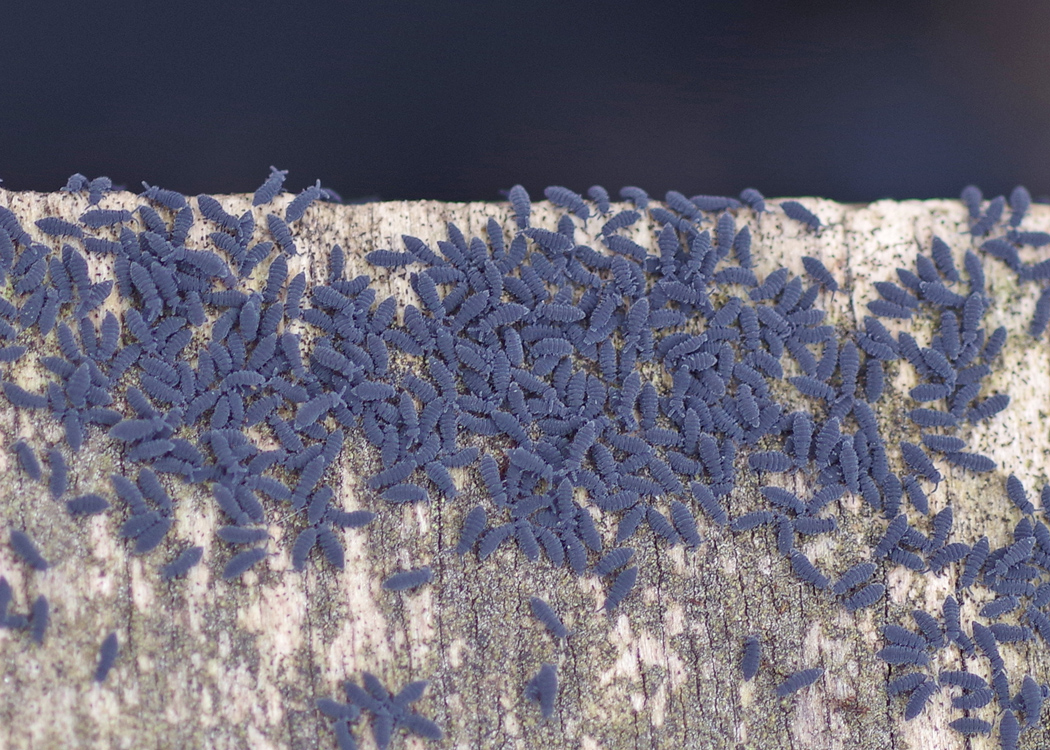 ARBICO Organics: What’s This Bug? The Springtail.