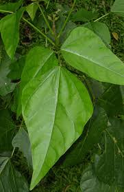 Hoja Romboide (rhomboidalis) - Botánica integra