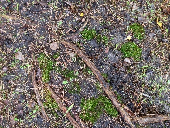 The Rainforest Garden: How to Plant Moss - And Why You Should