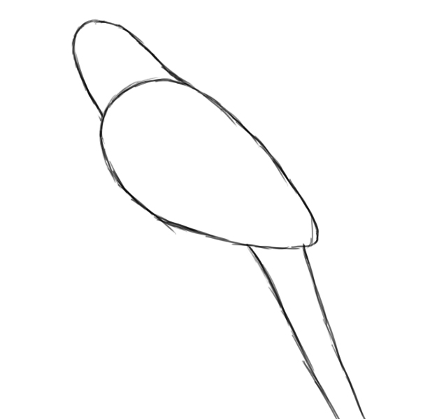 How To Draw A Parrot - Draw Central