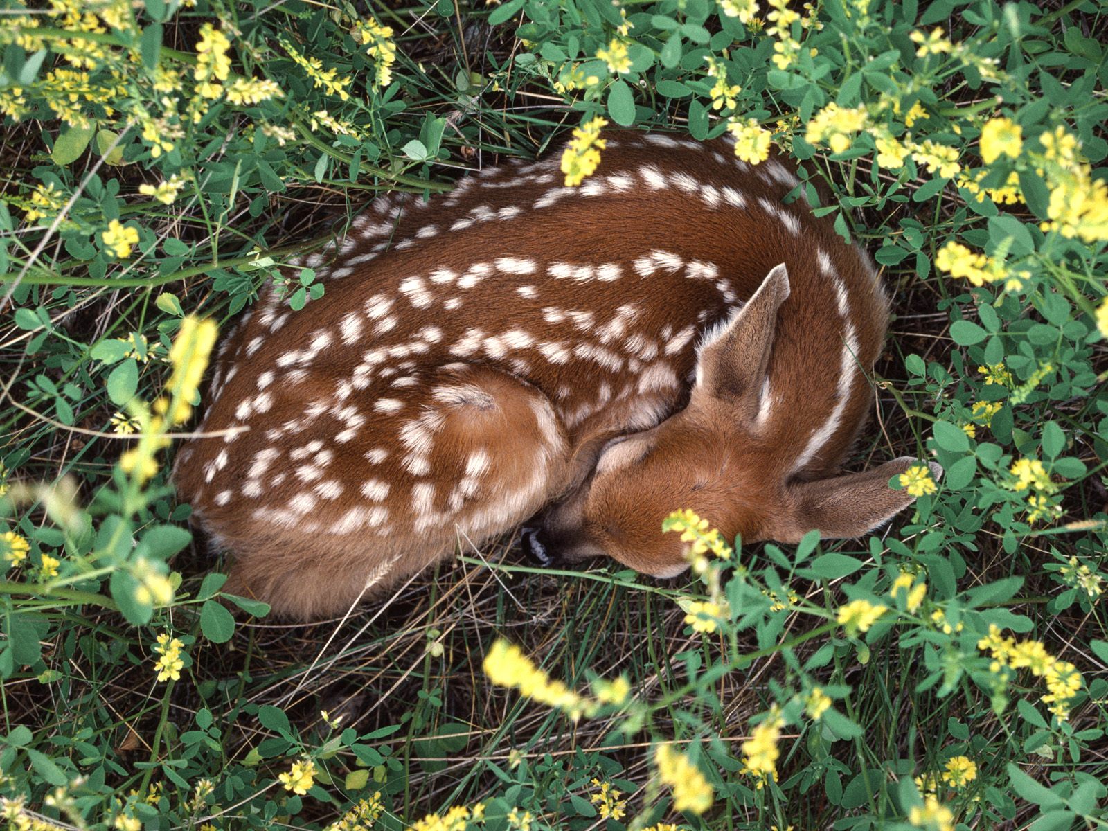Full O'Bull Gazette: Understanding Fawns And Knowing To Leave Them Be