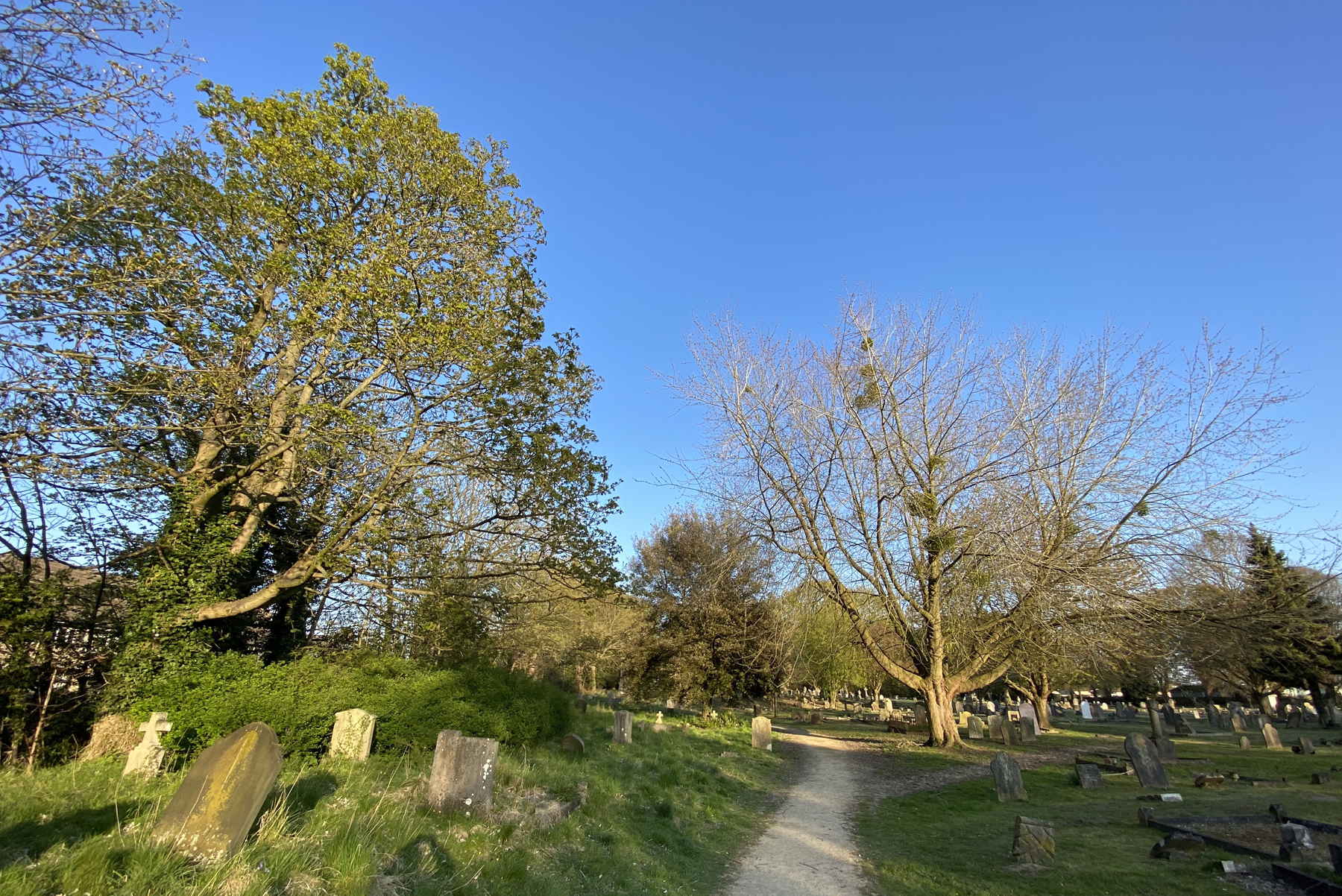 Penny's Hot Birding and Life!: Hardwick Cemetery: Fieldfare, Black ...