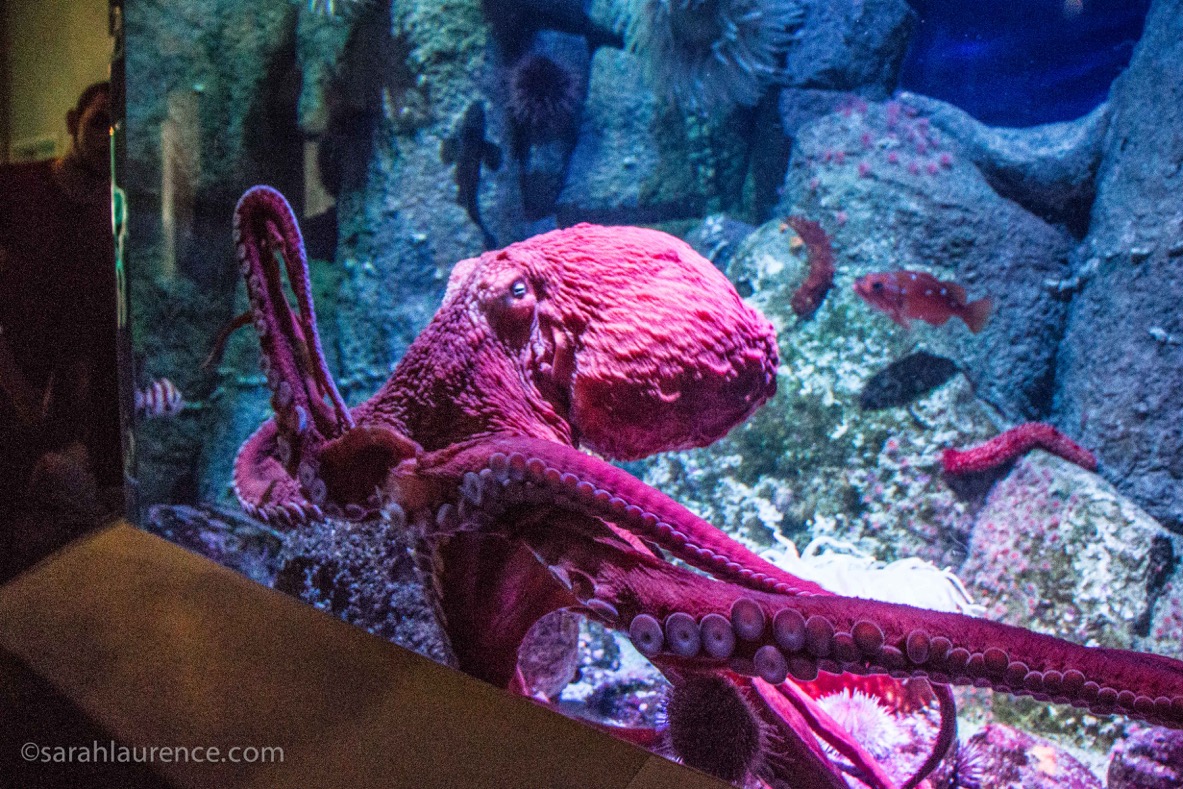Home Octopus Tank