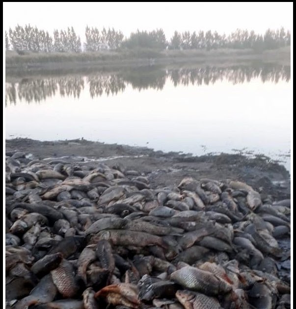 LAGUNA EL VIBORÓN | Huellas Cuyanas