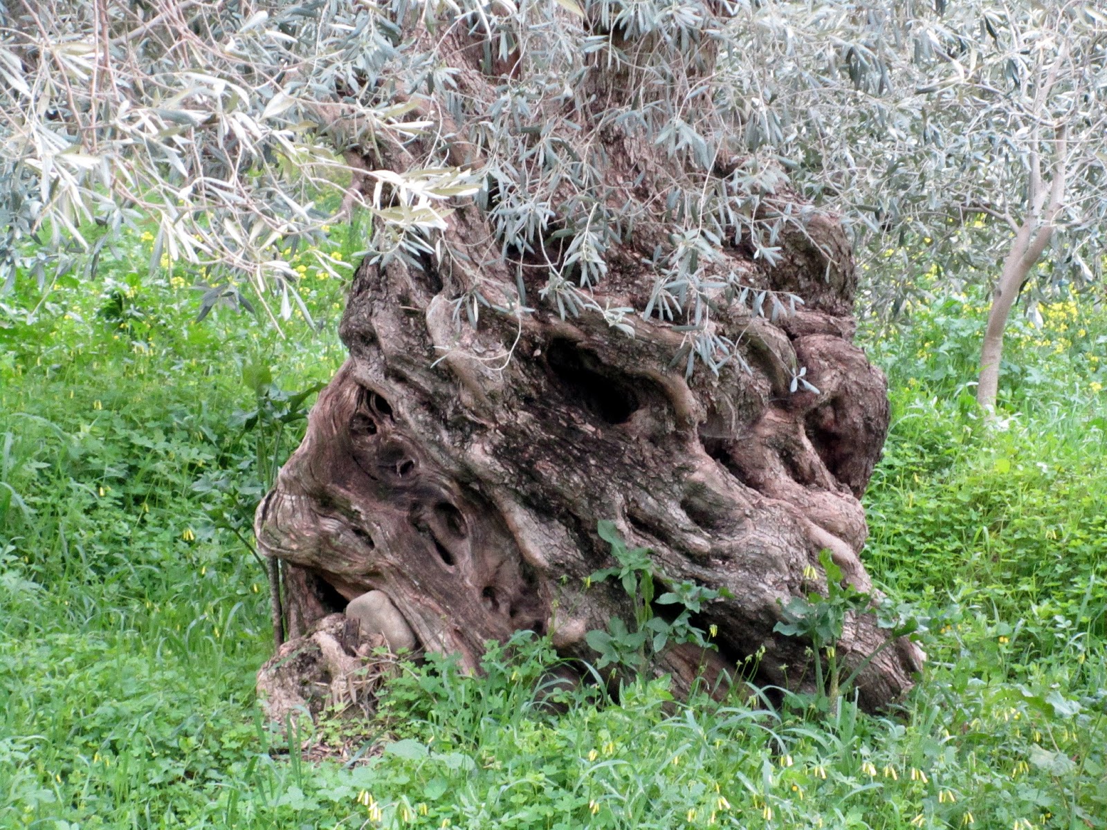 Amfissa Olives- Mamarelis Estates: Mamarelis Family