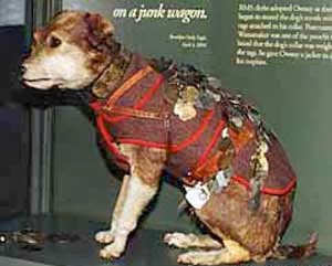 One Dusty Track: Owney - The Good Luck Postal Dog