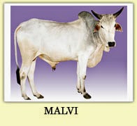 Pashudhan and Animal Science : Cattle breeds of Madhya Pradesh
