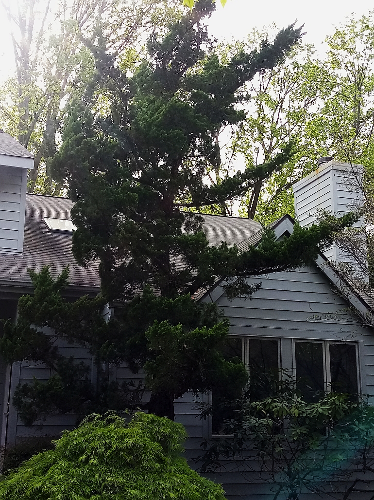 Future Plants by Randy Stewart: Junipers for all Landscapes