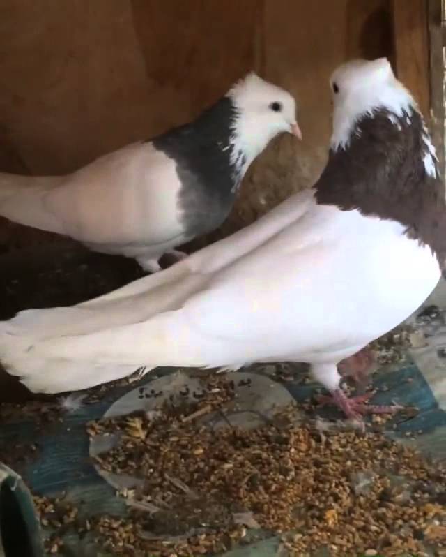 Buda Grizzle Budapest Short Face Tumbler | BD PIGEONS