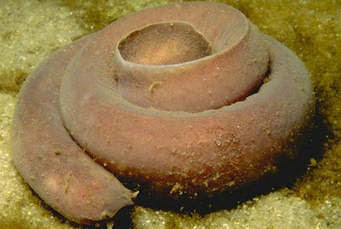 Animal of Earth: Hagfish : The Most Disgusting Fish Ever