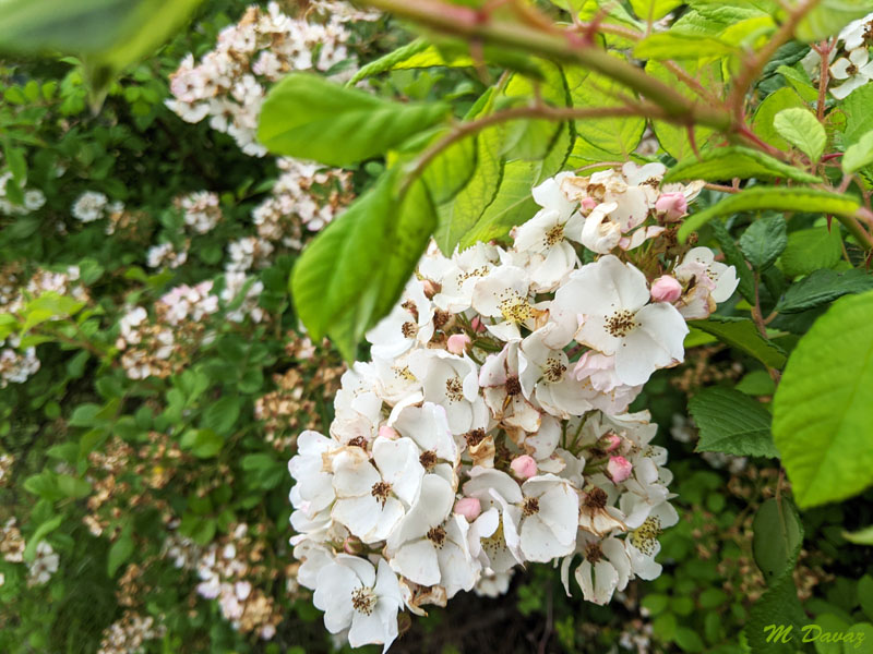 Studio Window: Fern Ridge Wildlife Area