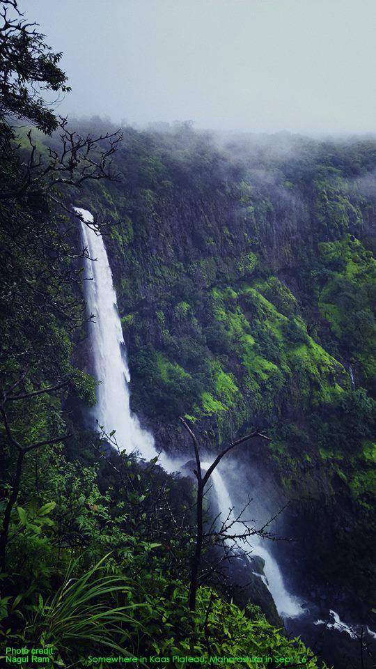 Indian Roadie: Vajrai Waterfall in Kaas Plateau, Maharashtra, India