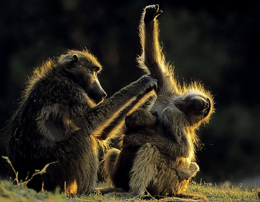 25 Funny Animal Pictures | Amazing Creatures