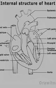 20+ Simple heart diagram | Simple heart diagram labeled | Human heart ...