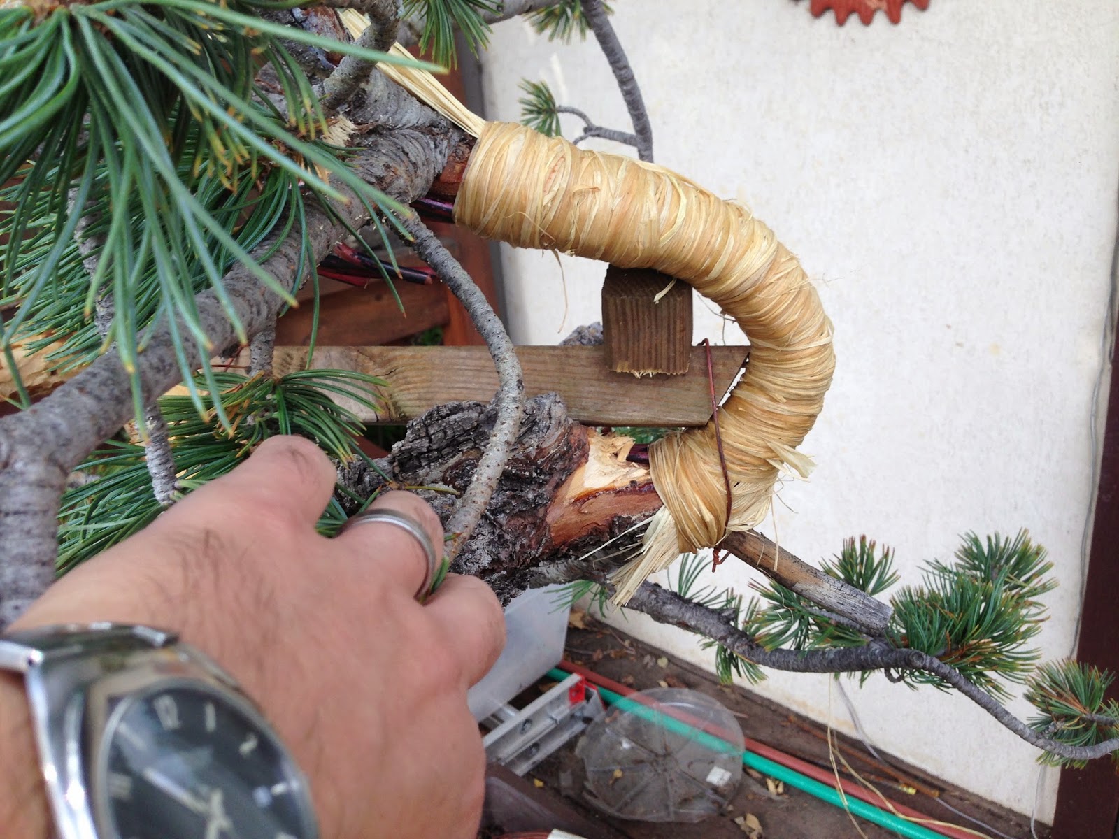 Branch Work: Branch and trunk bending techniques