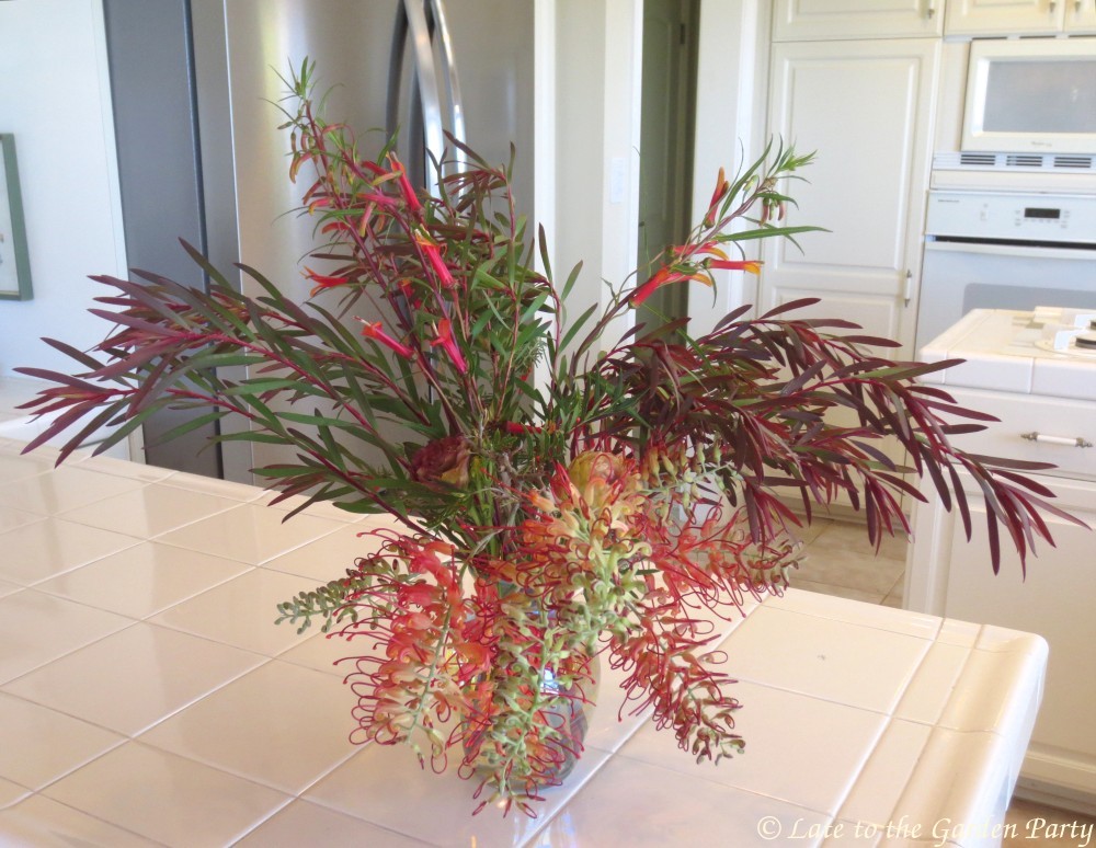 Late to the Garden Party: In a Vase on Monday: Otto continues to thrill