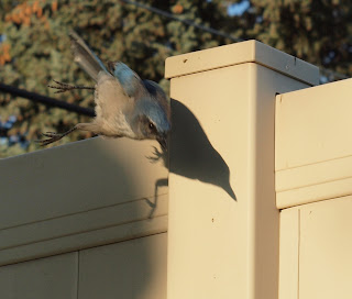 Birding Is Fun!: Backyard Scrubbies and Peanuts