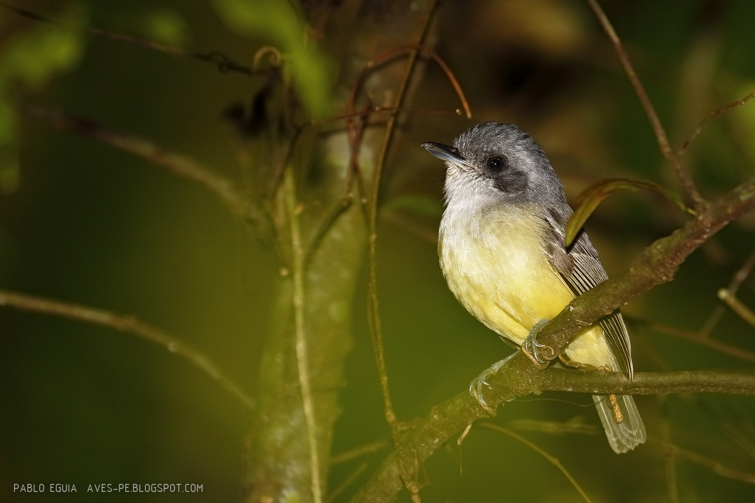 mis fotos de aves: Dysithamnus mentalis Choca Amarilla Plain Antvireo