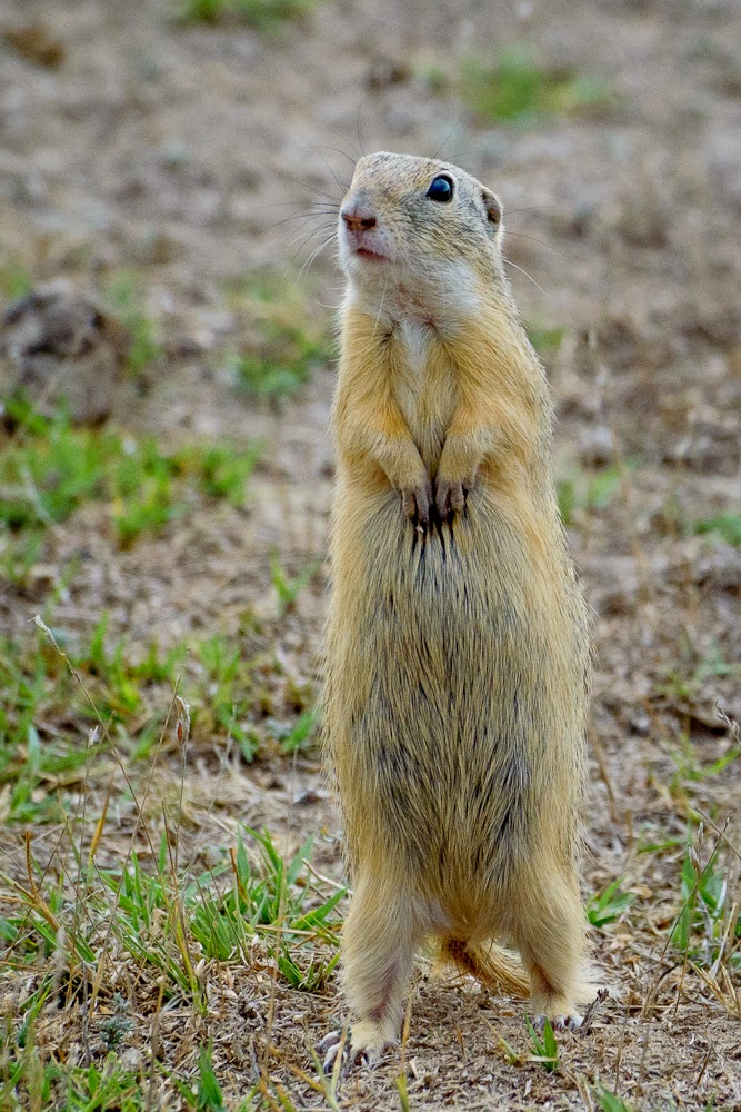 Descoperiti natura cu Robert: Despre Popandaul european