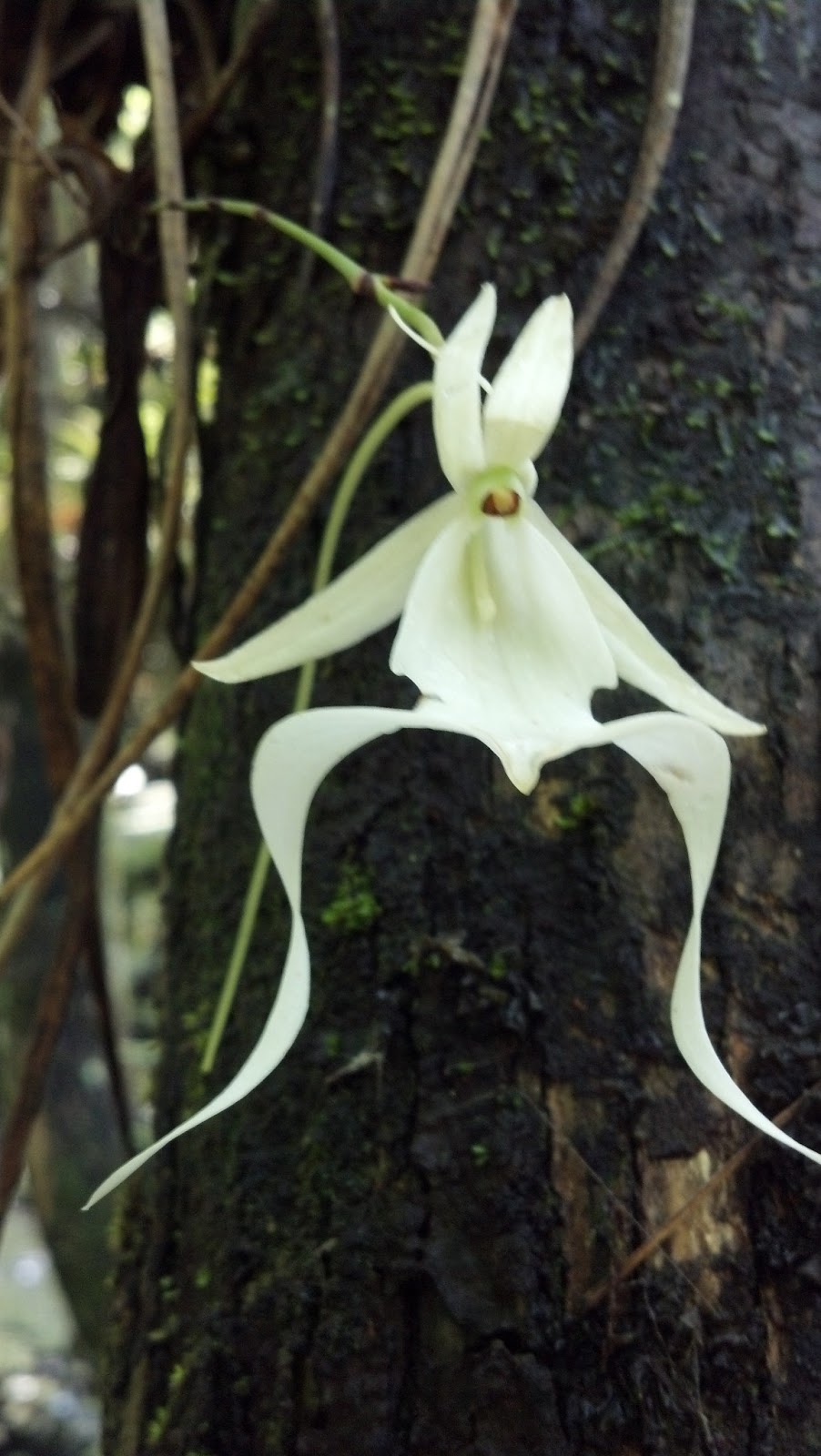 Tough Terrain: Ghost Orchids