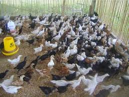 Bisnis Rumahan Ayam Kampung Super Yang Menguntungkan | Komunitas Indahnya Berbagi