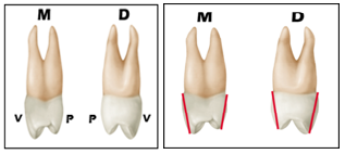 Anatomia do Primeiro Pré-Molar Superior - Resumo de Anatomia Dental