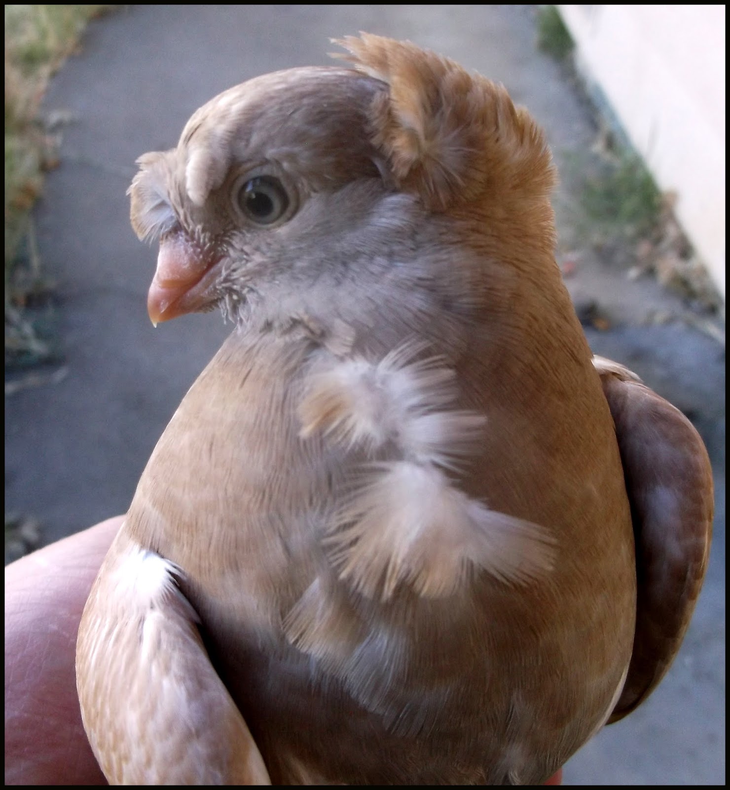 Cross Breeding Pigeon Breeds - Pigeon Structure Genetics and more ...