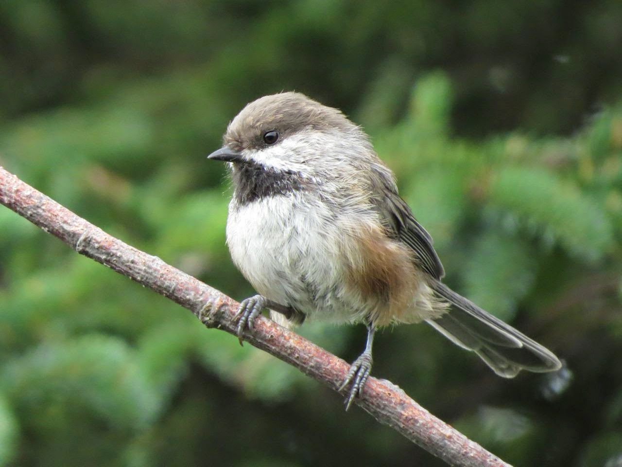 Birding with Buckley: Common Ringed Plover - same bird, new photos!