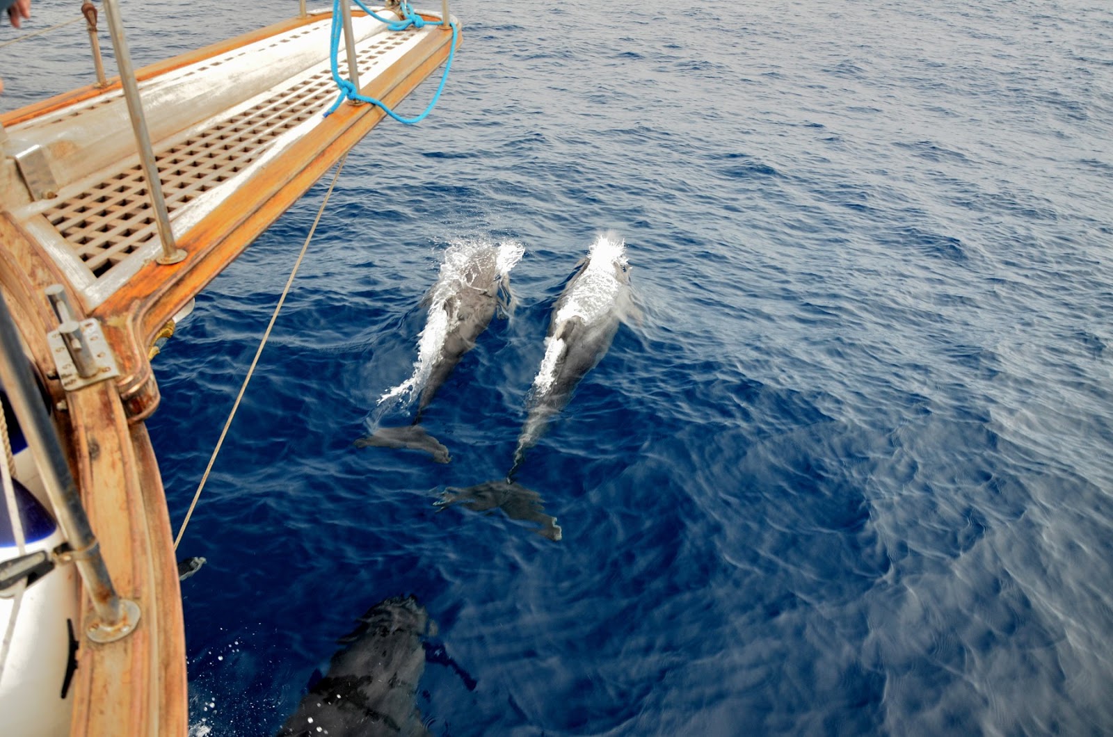 Lošinj - Meet & Greet mit Delfinen ~ Klar Schiff - Klar See Lošinj - Meet & Greet mit Delfinen ~ Klar Schiff - Klar See