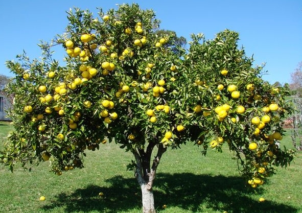 VITO VITELLI agronomo: IL POMPELMO L'AMICO FEDELE