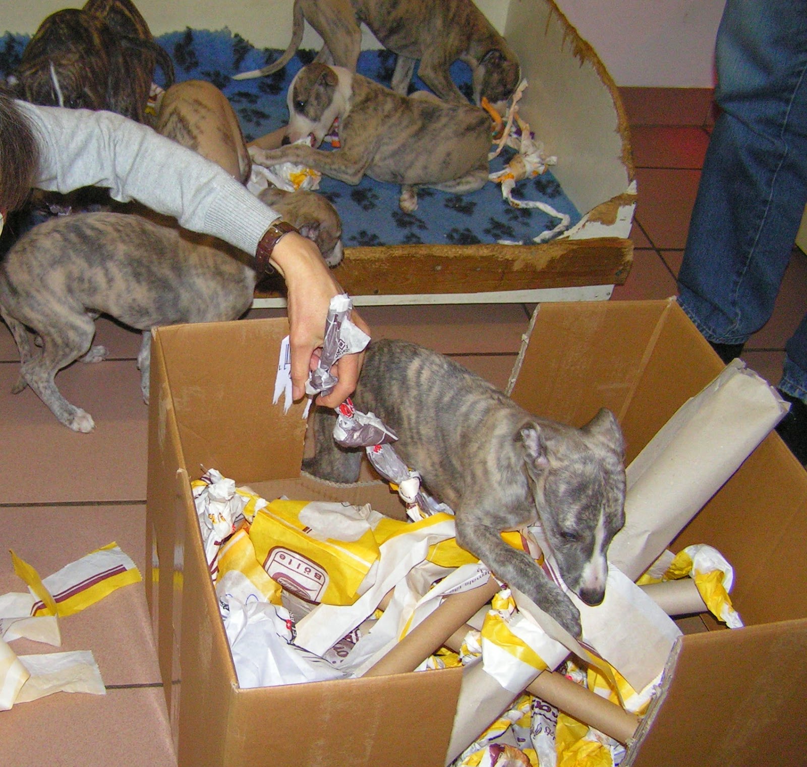 Whippets High on Emotion: Papier - Party beim P-Wurf Whippets High on ...