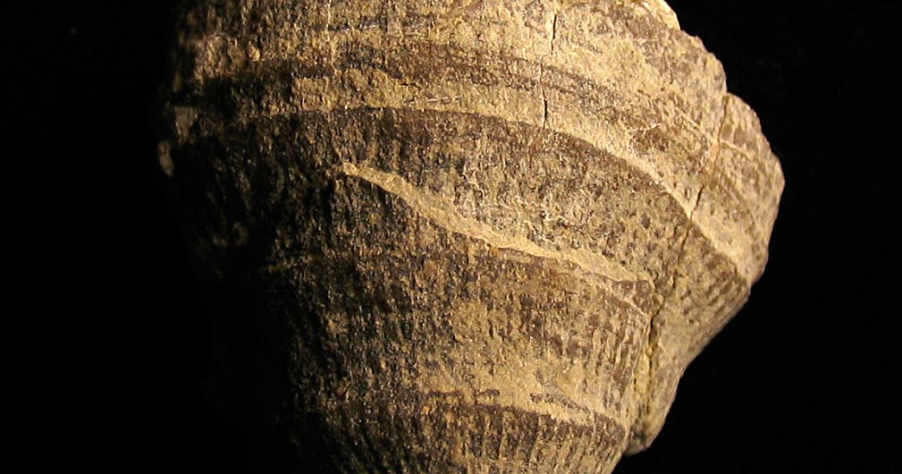 Louisville Fossils and Beyond: Dokophyllum intertrium Horn Coral Fossil