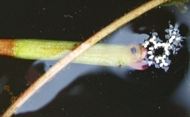 Eel heads and floating flowers