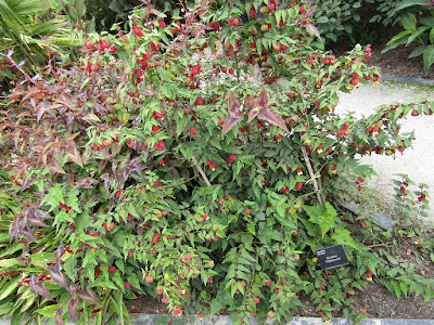 Abutilon care and culture | Travaldo's blog