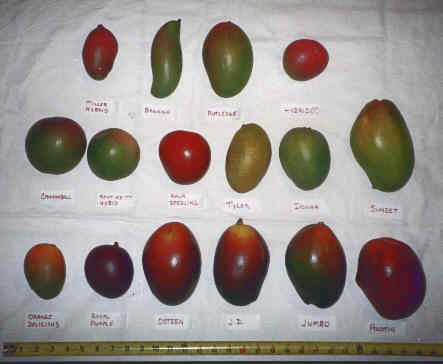 Times in Tanzania: Food: Mangoes