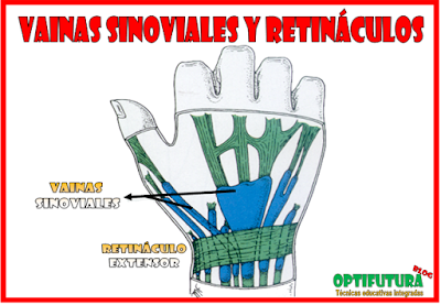 Vainas sinoviales y retináculos [Anatomía y Fisiología] ~ Optifutura