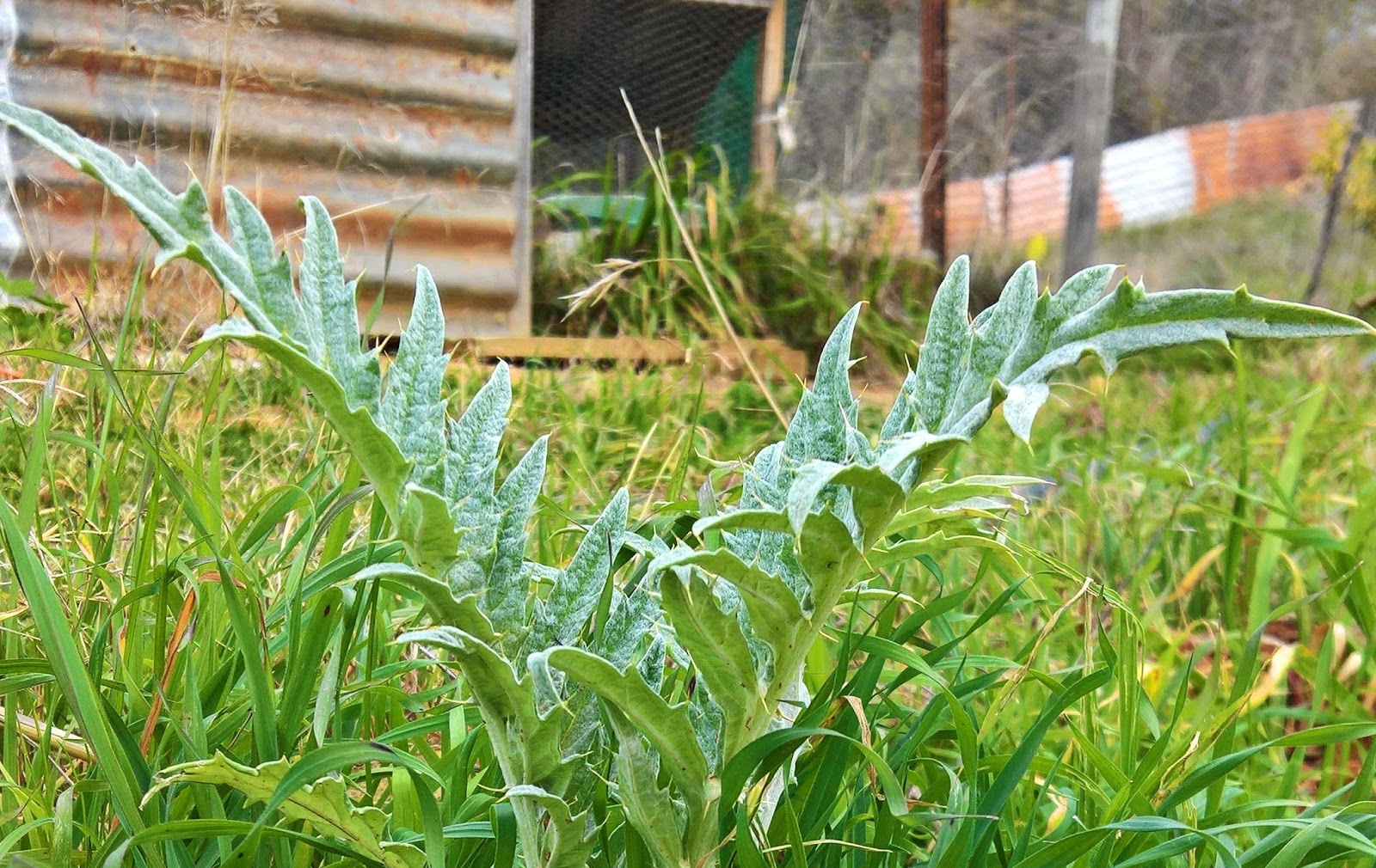Wild Harvest: Fritelle di Cardone (cardoon fritters)