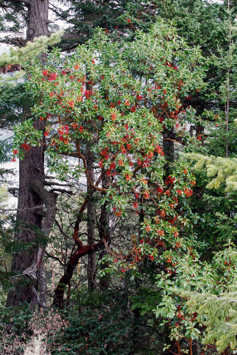 Madronas of Deception Pass