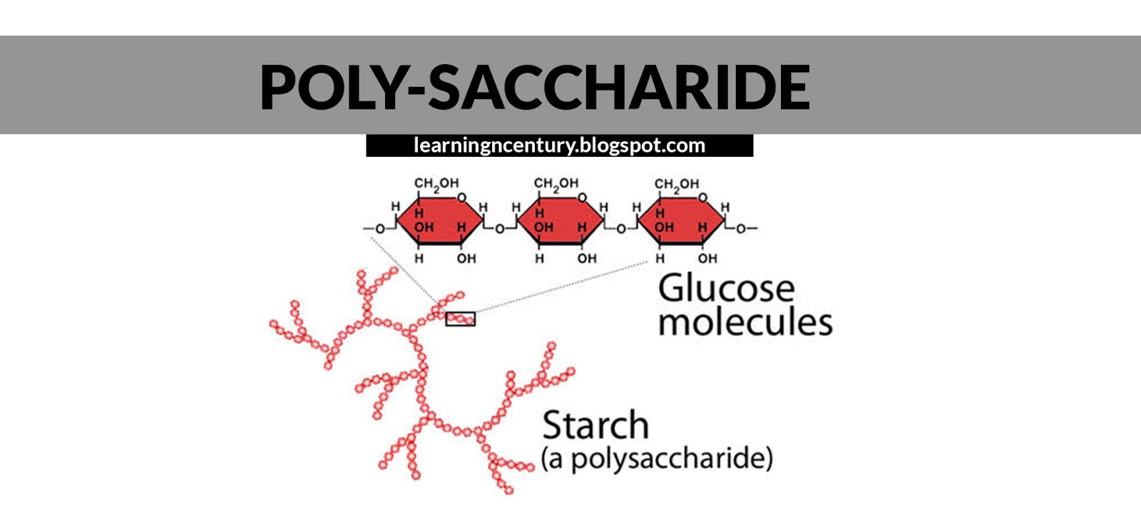 Carbohydrates I Classification, Sources and Functions (Simple & Easy Note)