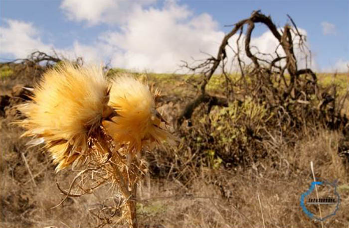 Mi Gran Canaria: PAJONALES, SITIO Y BARRANCO DE (AGÜIMES)