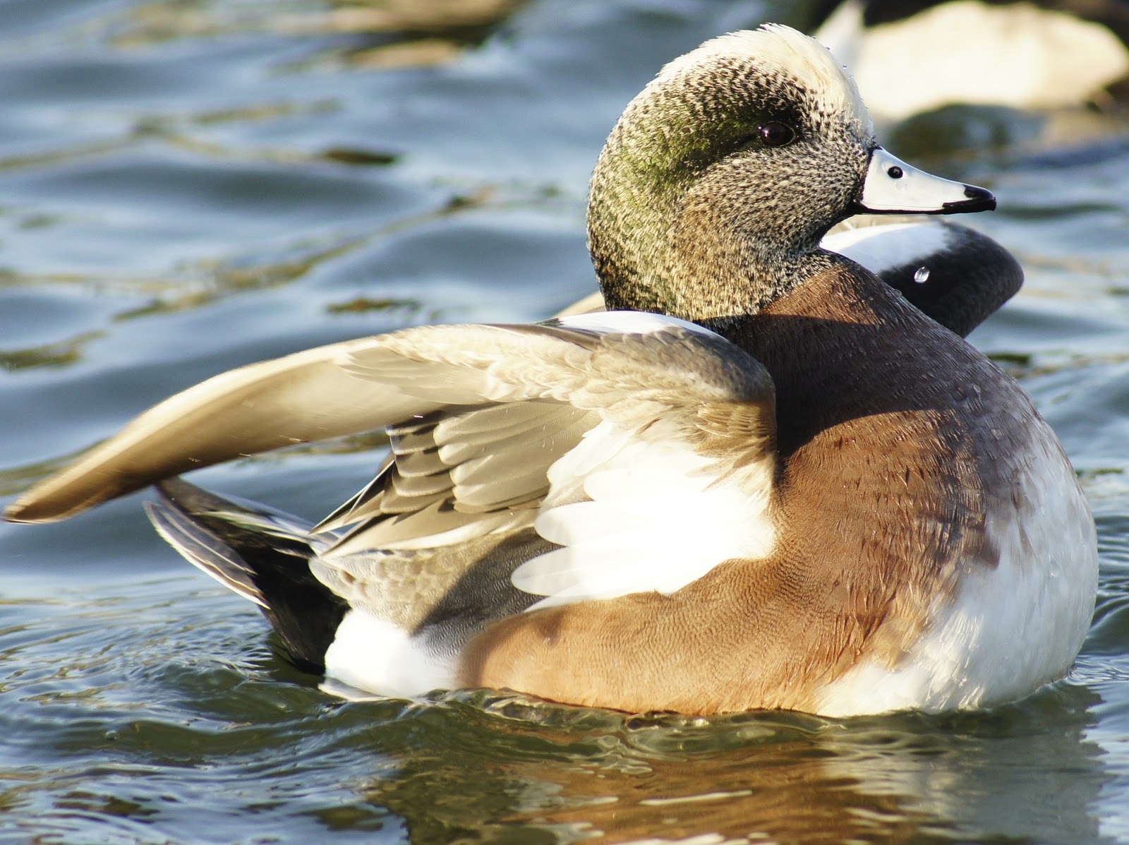 Butler's Birds: American Wigeon