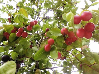 Wing Juice*: Karonda Fruit