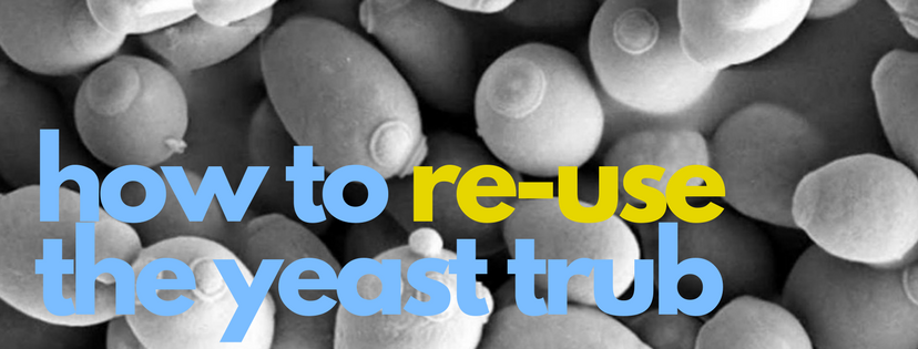 How to re-use yeast from the trub | How to Home Brew Beer