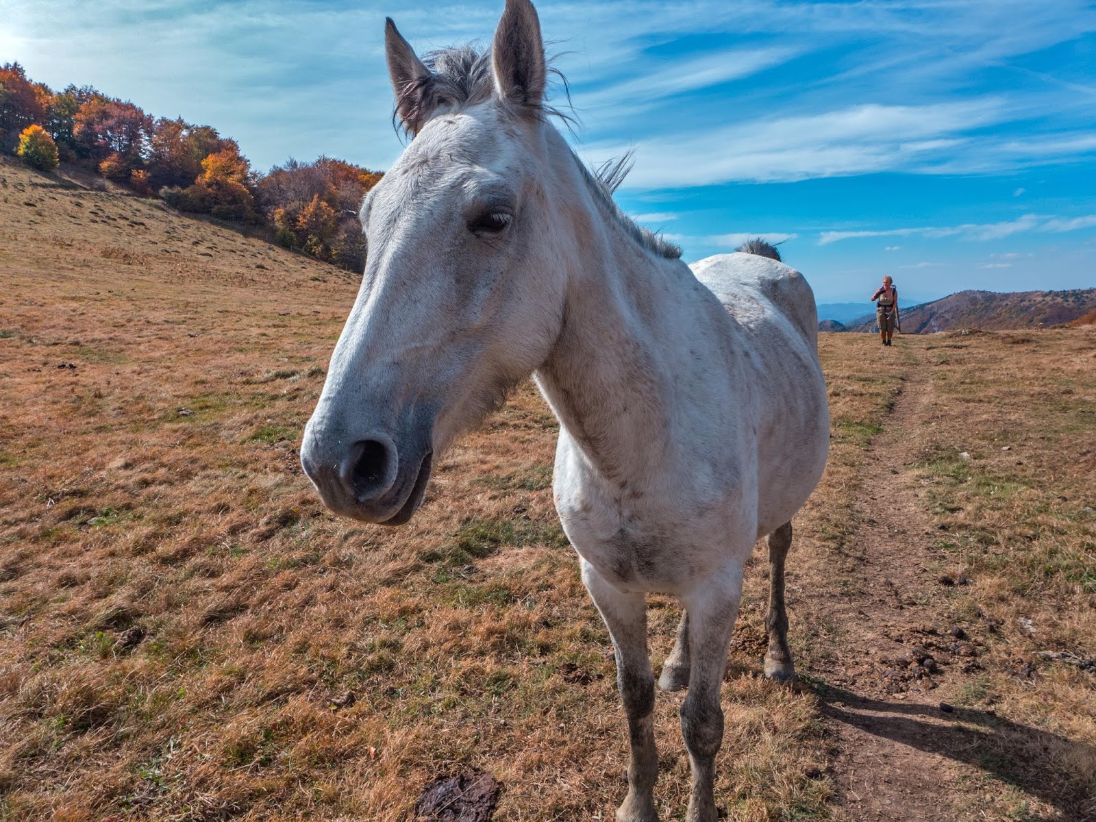 High-Quality Animal Images Pack 5-Pics RizNow