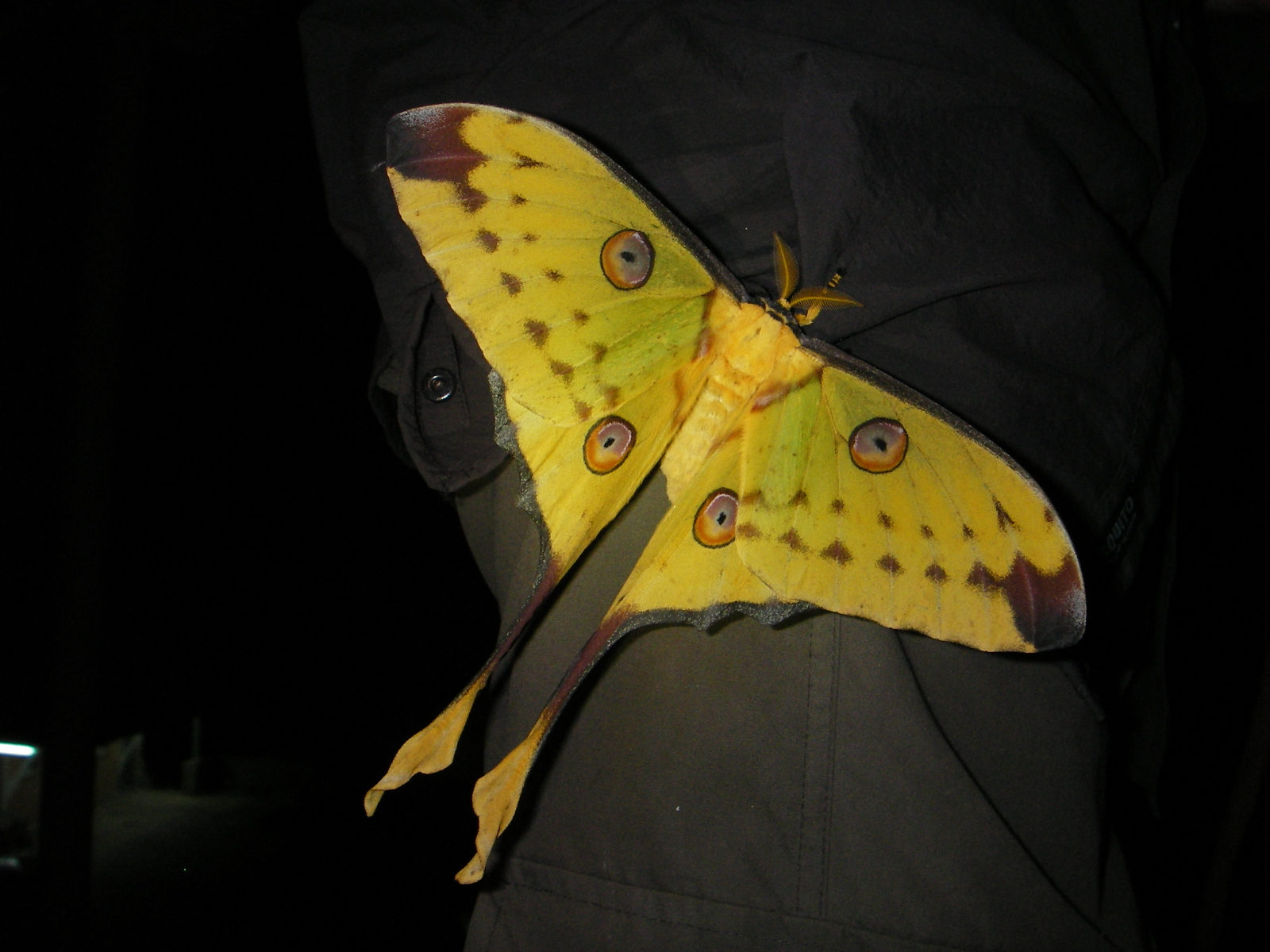 Madagascar: the comet moth
