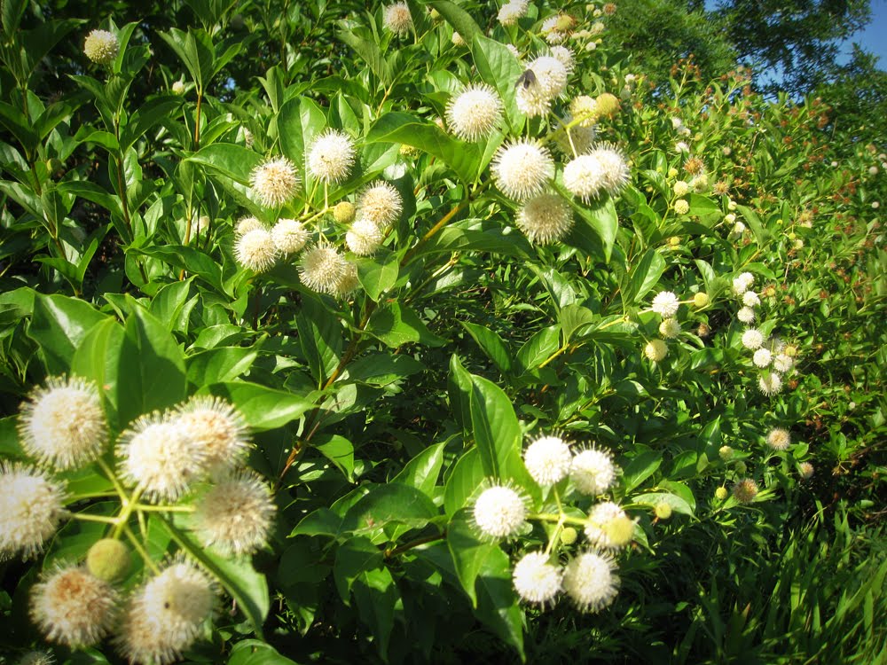 gardening with turtles: Buttonbush